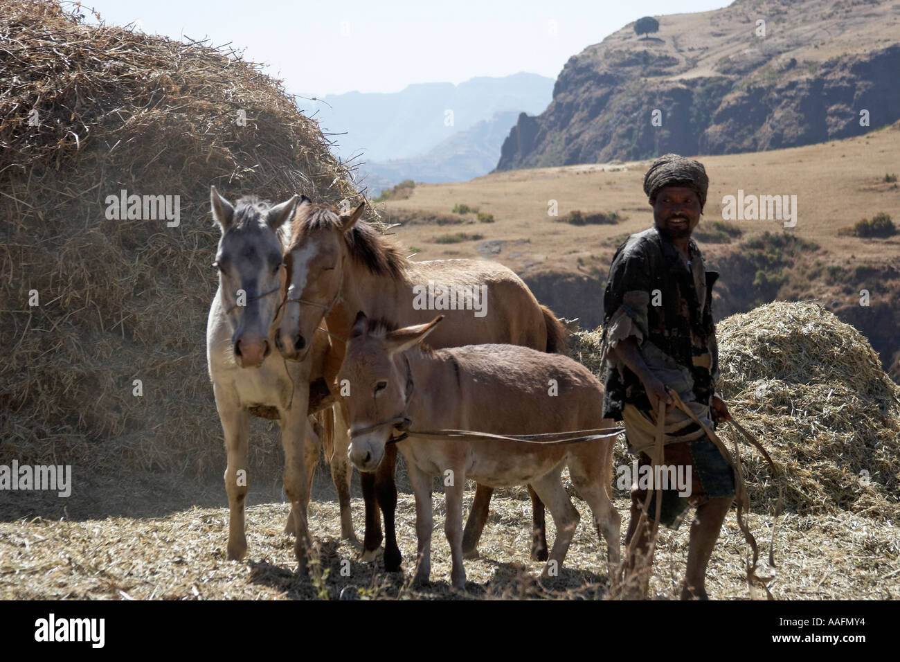 Man threshing barley with hooves of horses and donkey to separate grain ...