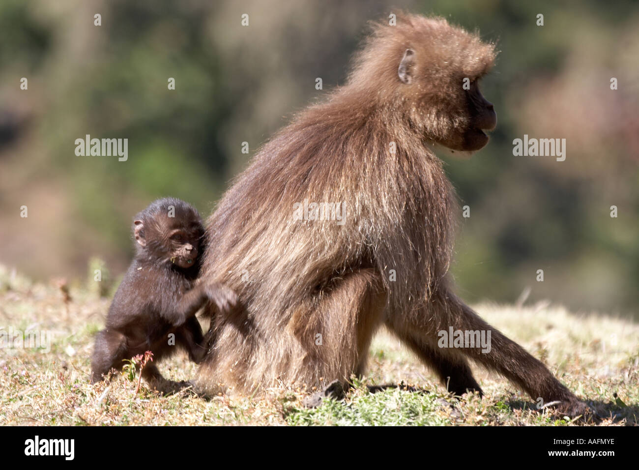 Gelada baboon monkeys Theropithecus gelada mother female and baby in ...