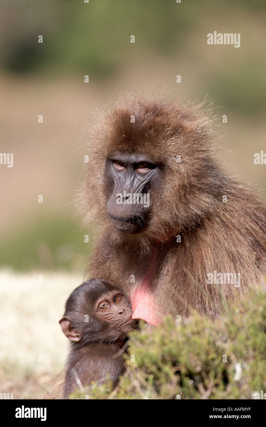 Gelada baboon monkeys Theropithecus gelada mother female and suckling ...