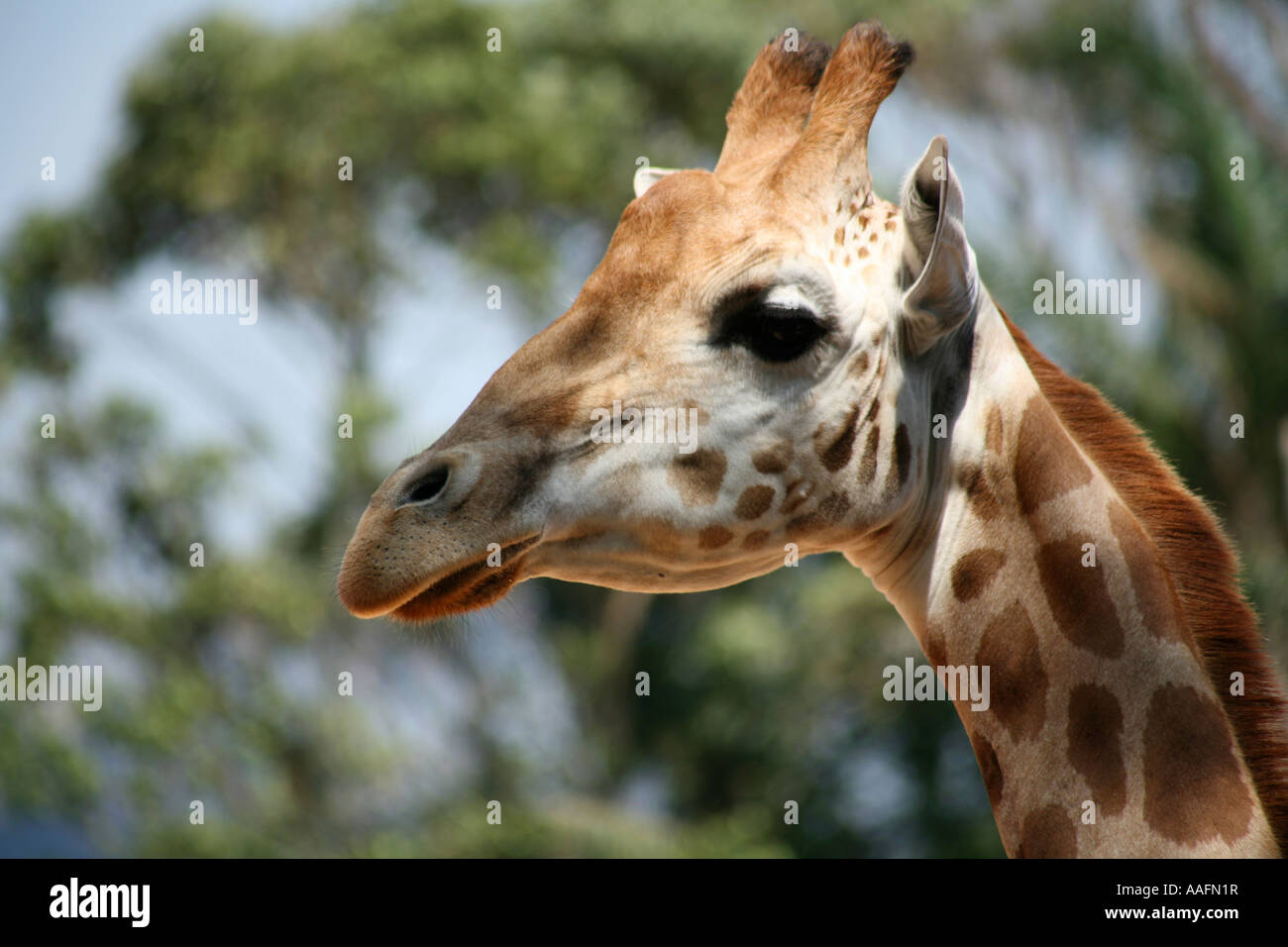 Giraffe at Taronga Zoo, Sydney, Australia Stock Photo - Alamy