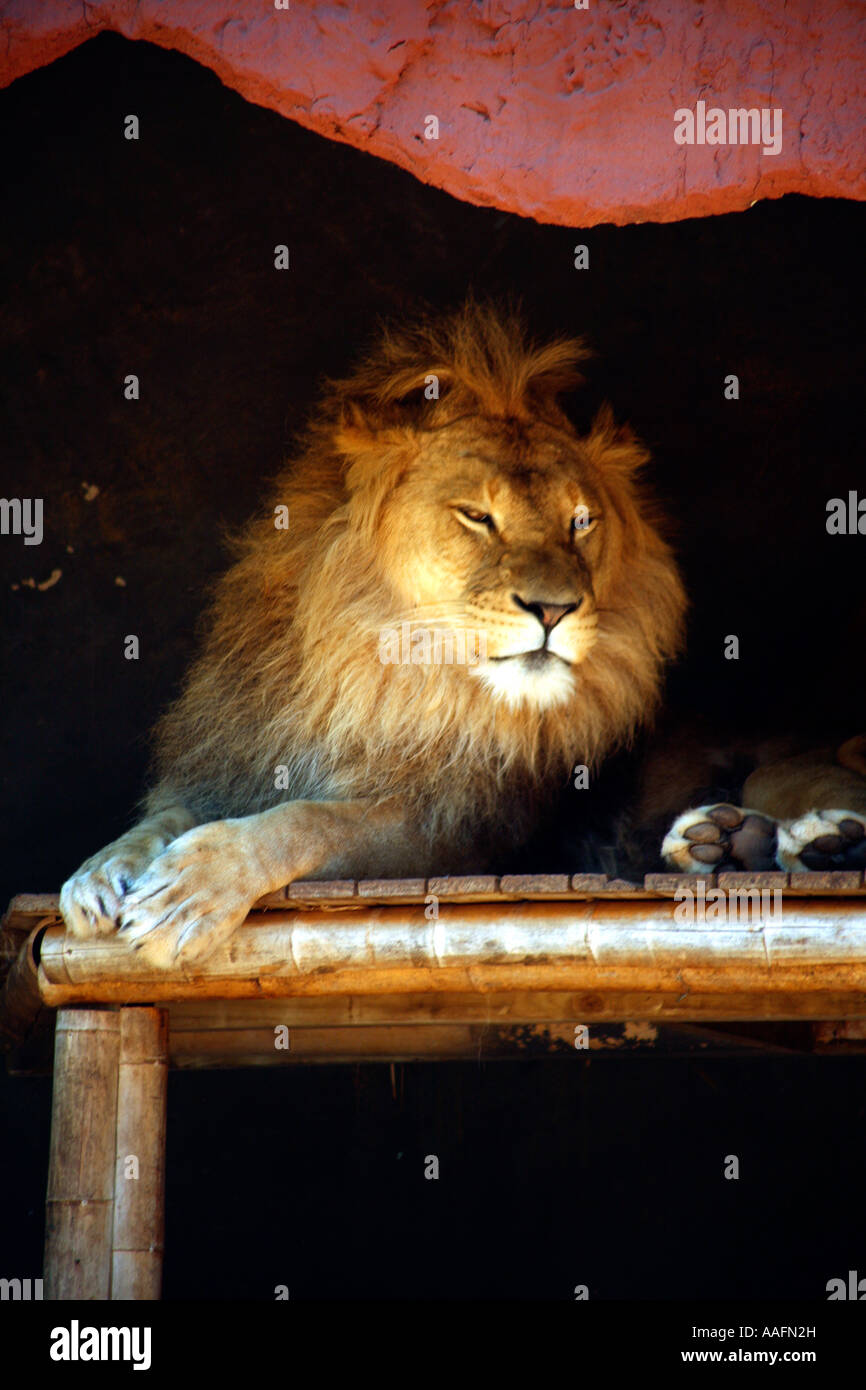 Lion at Taronga Zoo, Sydney Stock Photo - Alamy