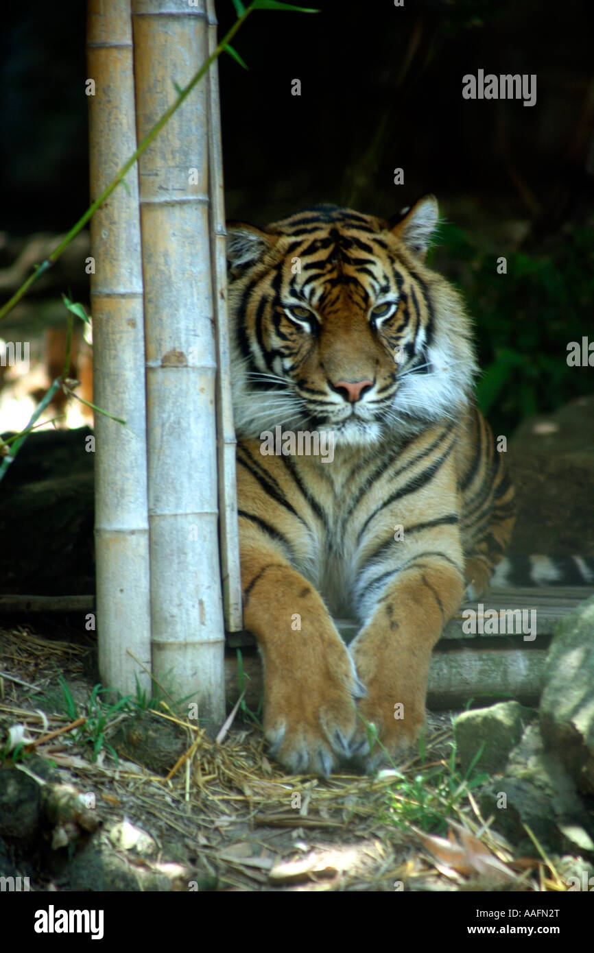 Sumatra tiger black hi-res stock photography and images - Alamy
