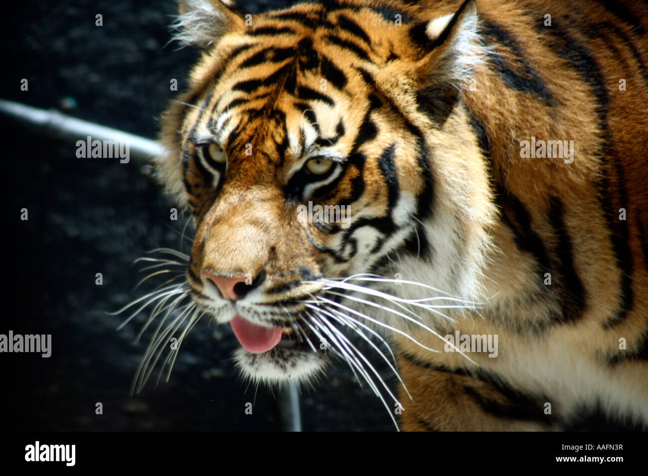 Sumatran Tiger at Taronga Zoo, Sydney, Australia Stock Photo - Alamy