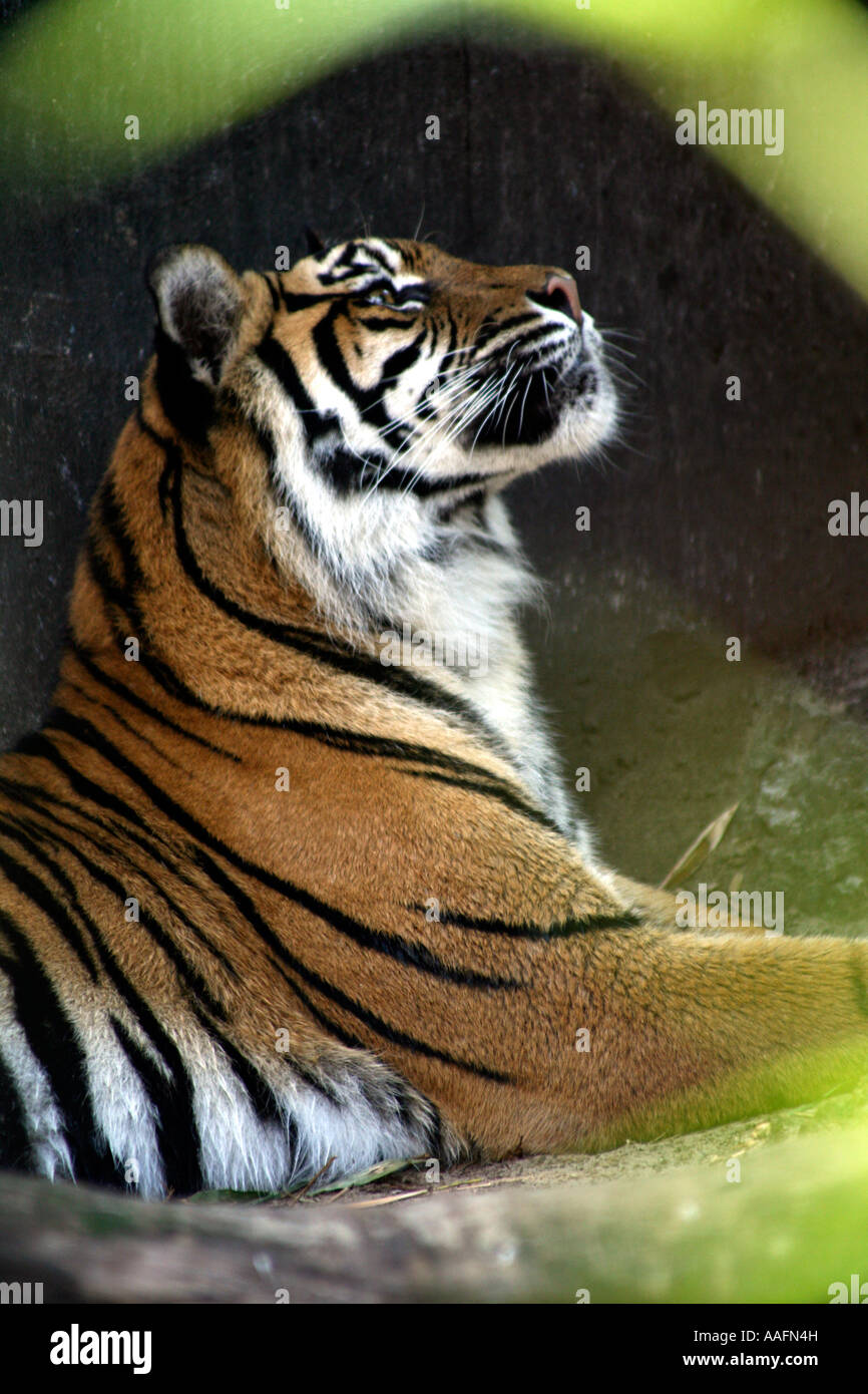 Sumatran tiger at taronga zoo hi-res stock photography and images - Alamy
