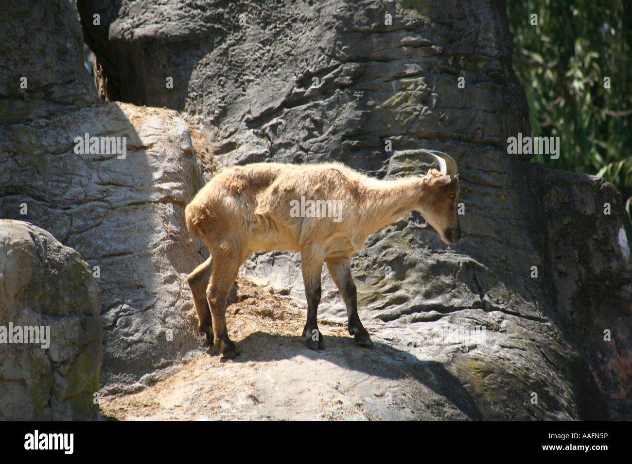 Mountain goat at Taronga Zoo, Sydney, Australia Stock Photo - Alamy