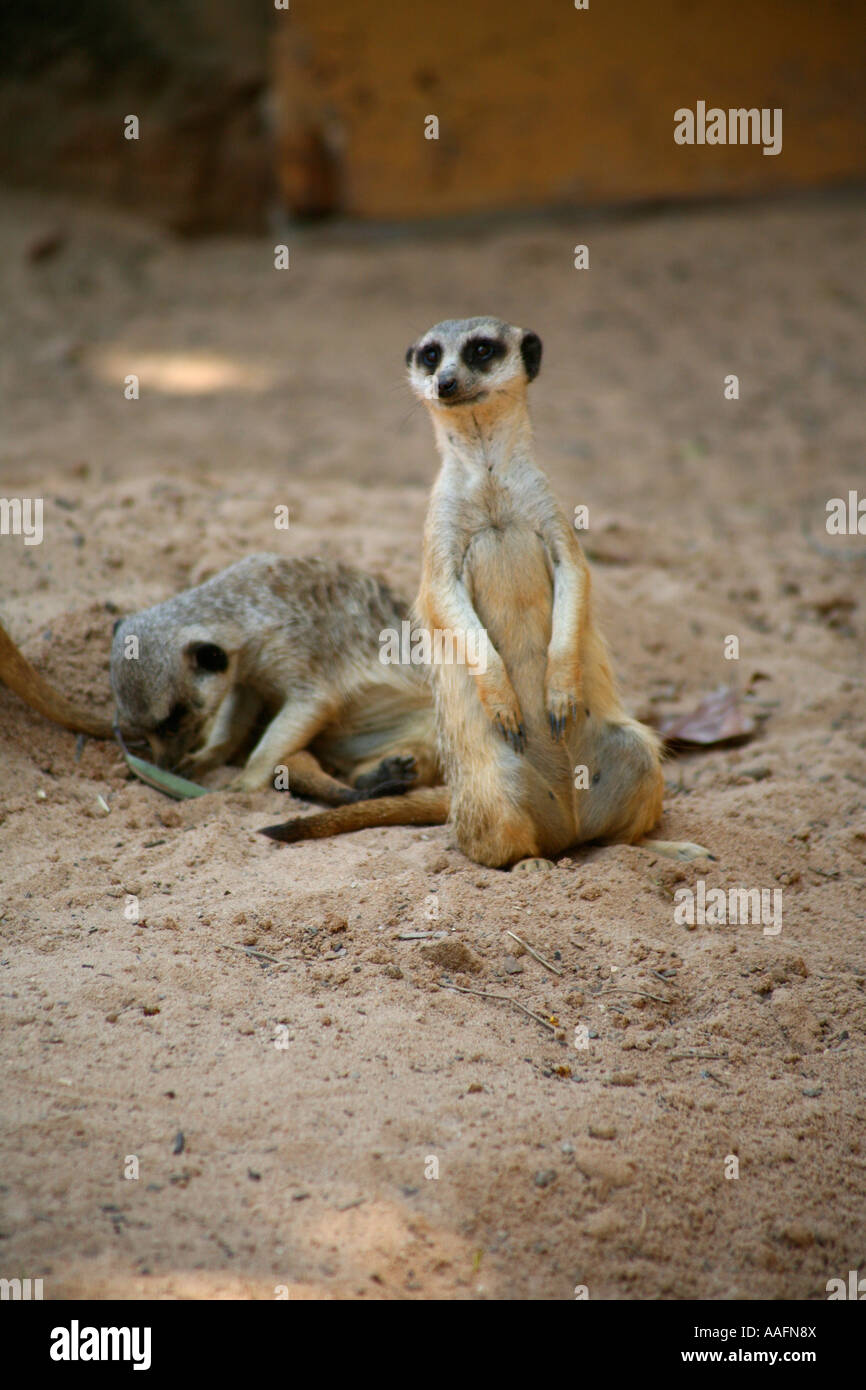 Meerkat on watch at Taronga Zoo, Sydney, Australia Stock Photo - Alamy
