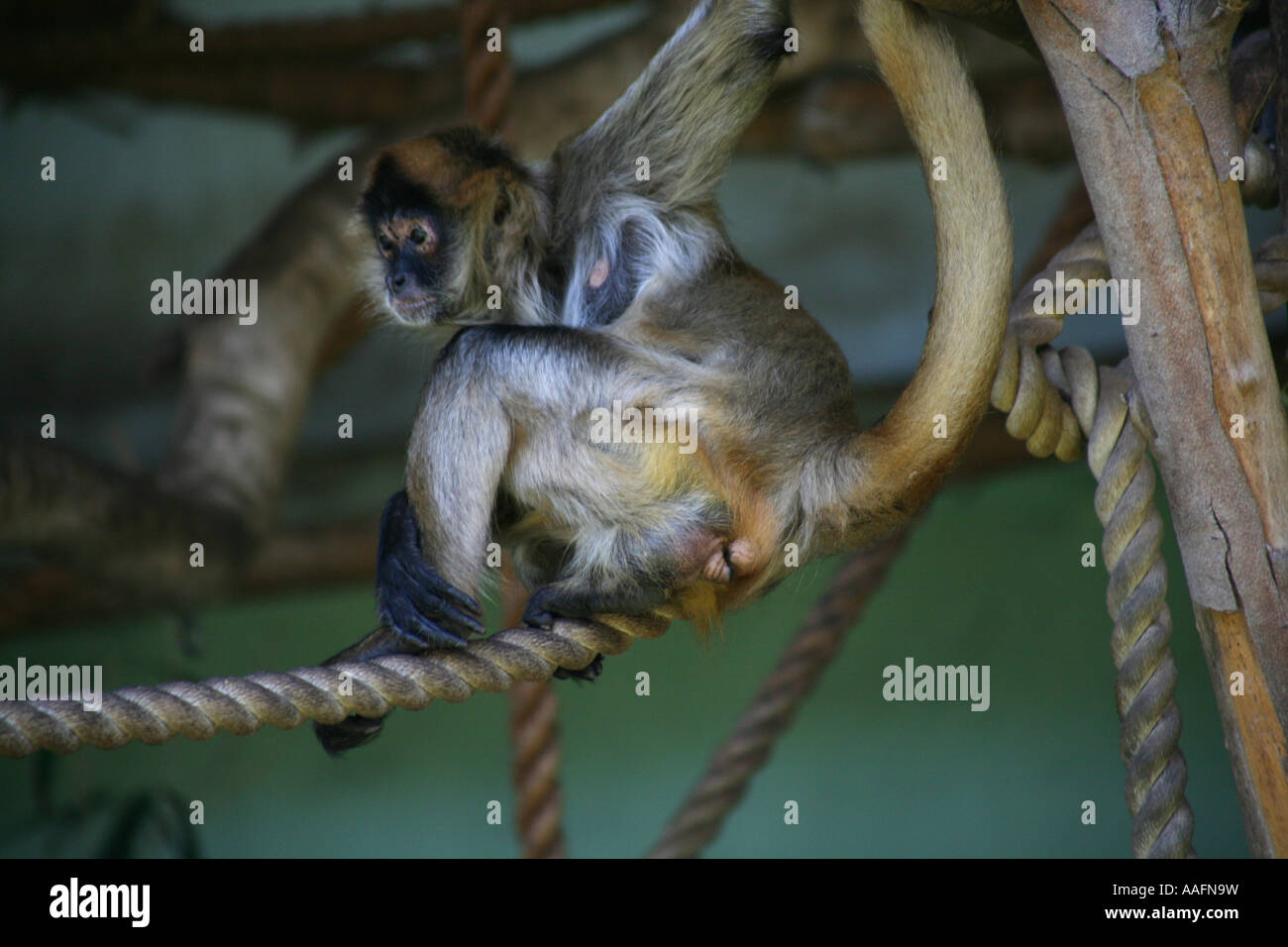 Spider Monkey at Taronga Zoo Sydney Australia Stock Photo - Alamy