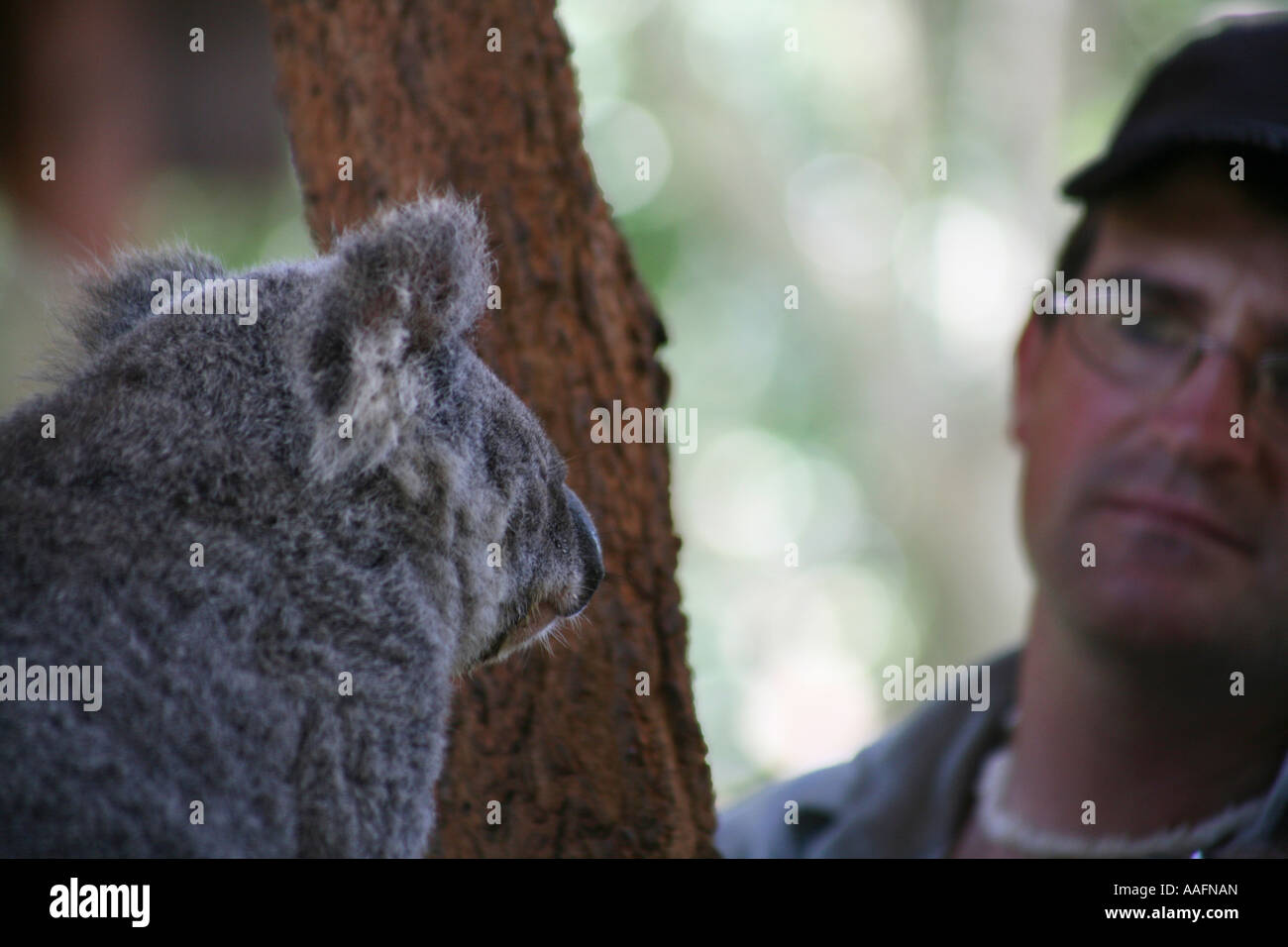 A sick koala being checked at Taronga Zoo, Sydney, Australia Stock ...