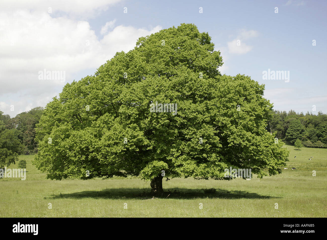 Mature spreading oak tree hi-res stock photography and images - Alamy