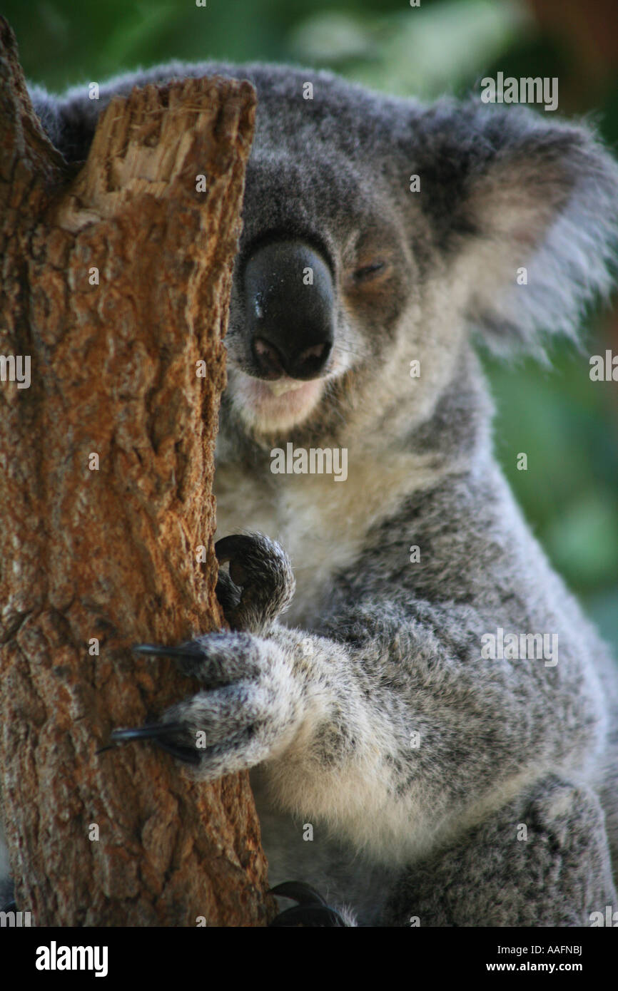 A sick koala at Taronga Zoo, Sydney, Australia Stock Photo - Alamy