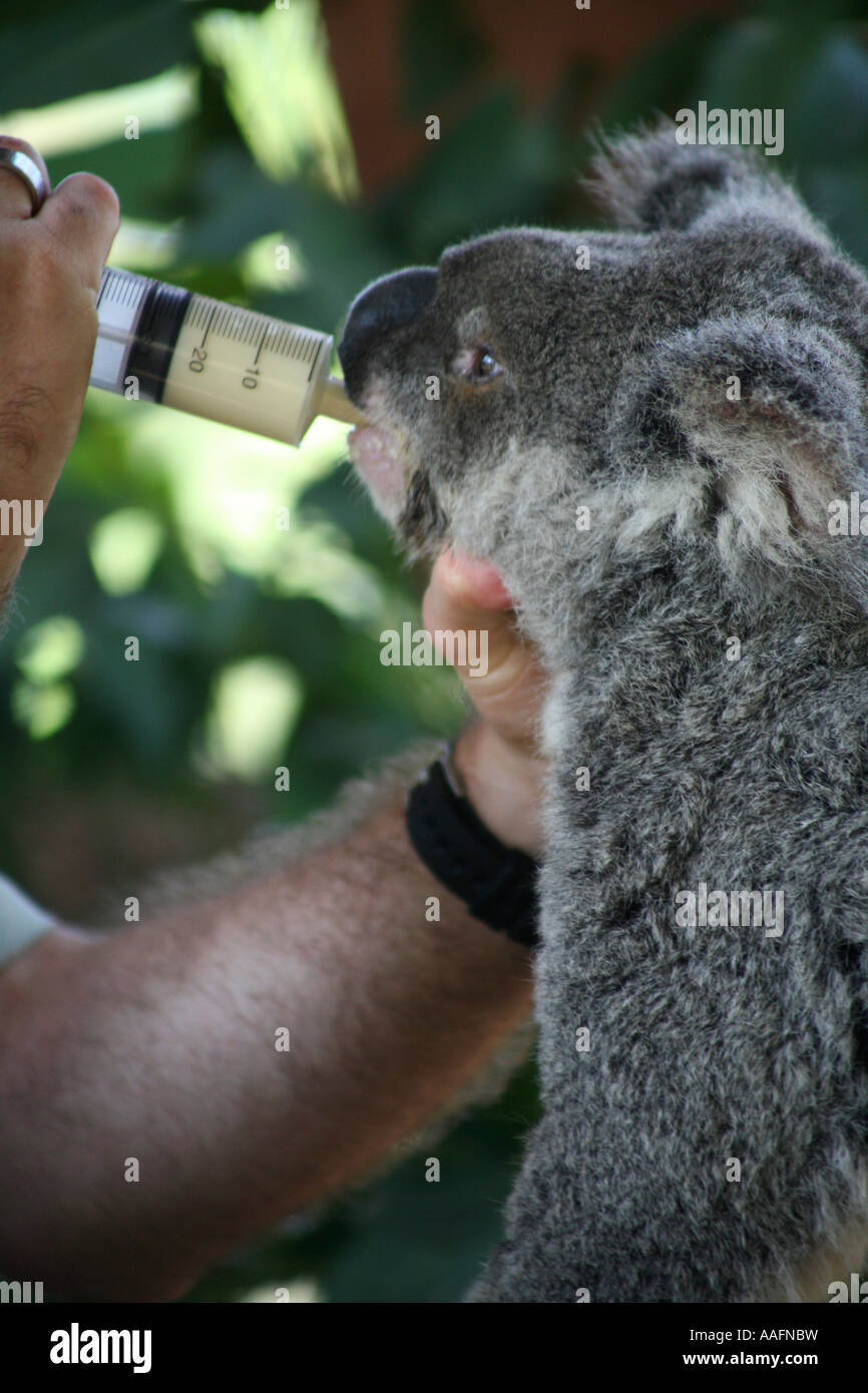 A sick koala being fed vitamin shots at Taronga Zoo, Sydney, Australia ...