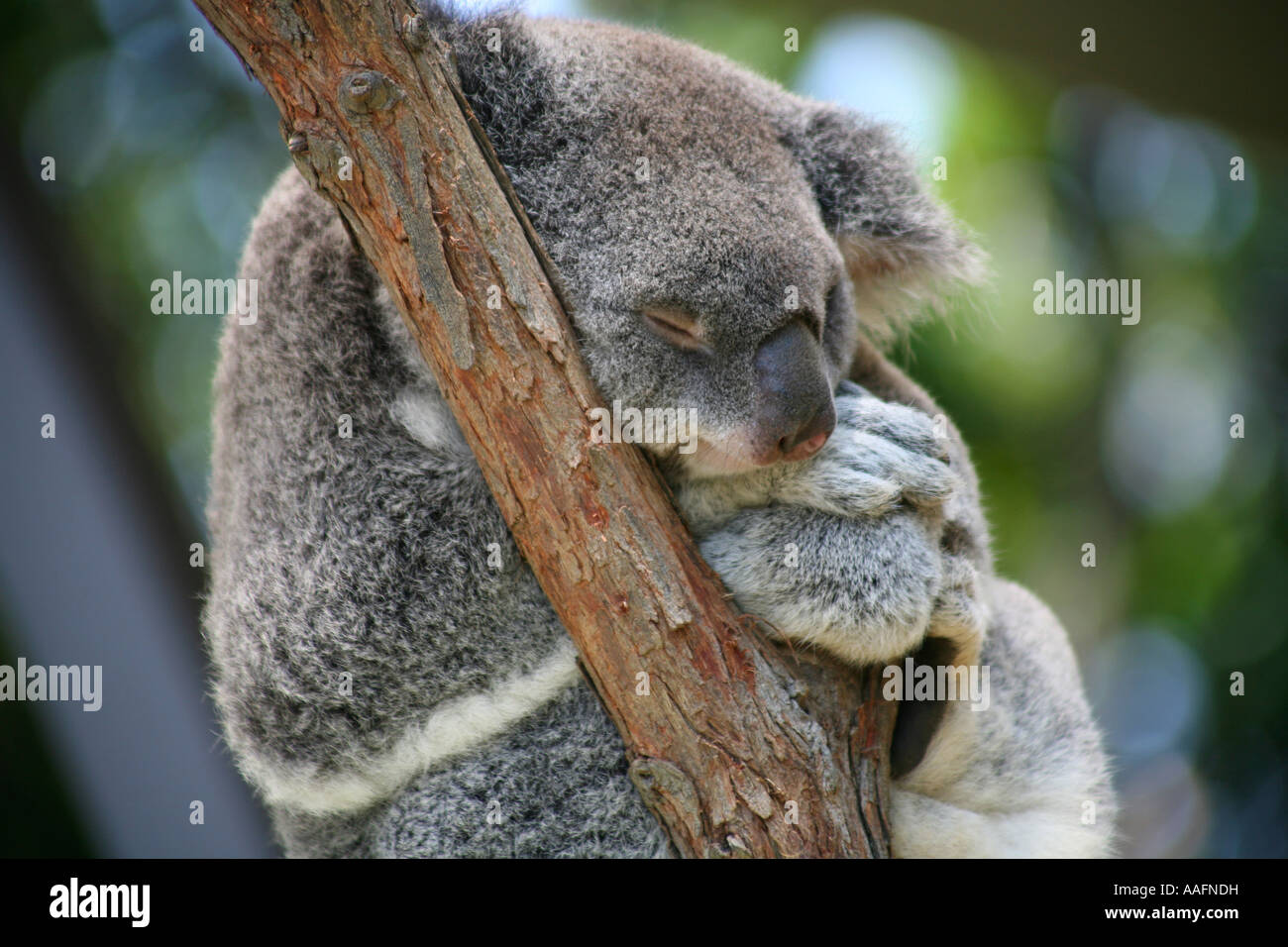 Koala asleep in a tree, Taronga Zoo, Sydney, Australia Stock Photo - Alamy