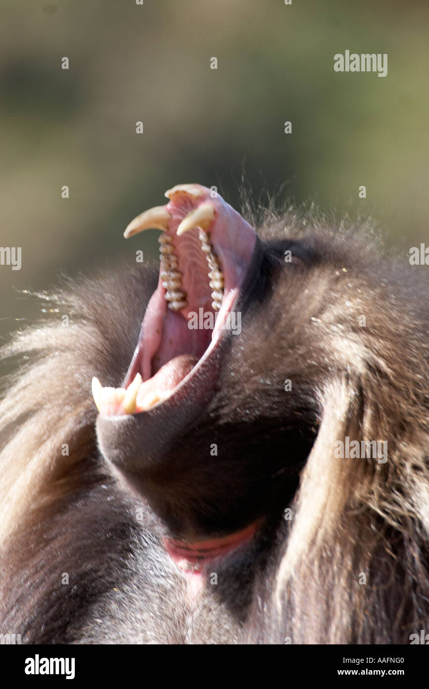 Gelada Baboon Teeth