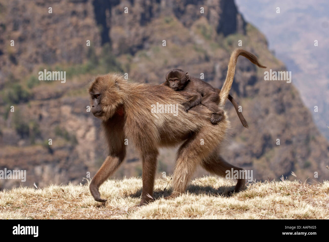 Gelada baboon monkeys Theropithecus gelada mother female walking with ...