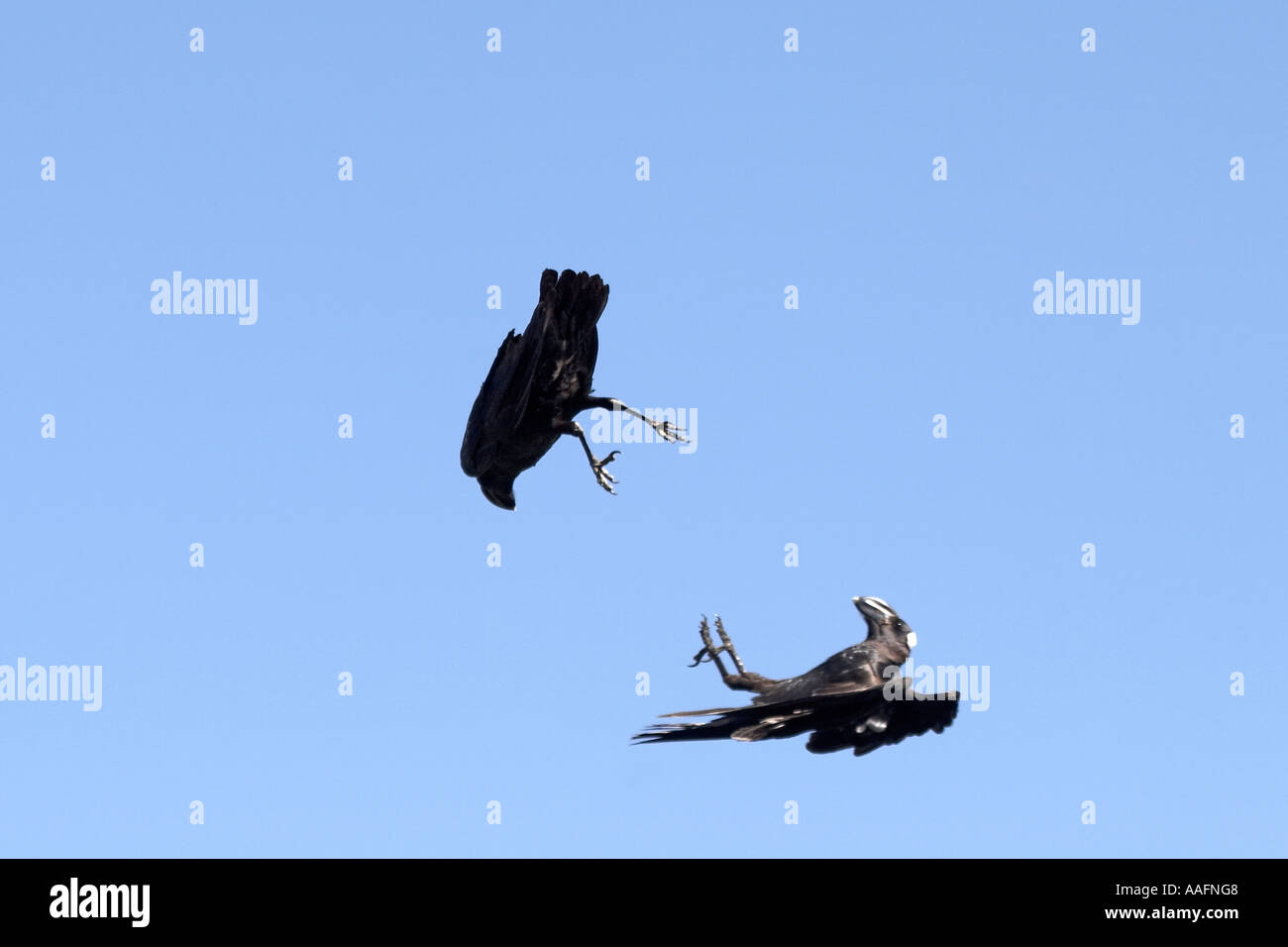 Two thick billed raven birds Corvus crassirostris fighting against blue ...