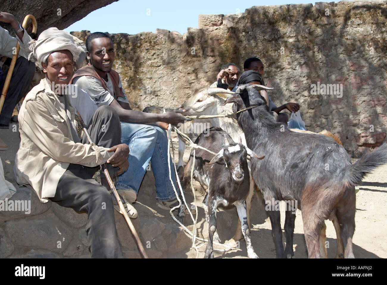 Two goats sitting hi-res stock photography and images - Alamy