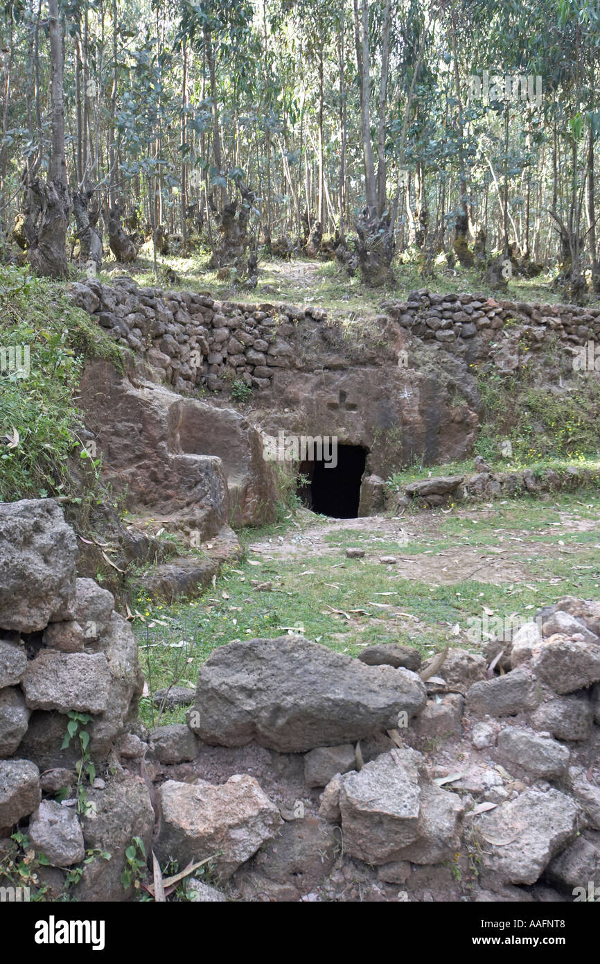 Eucalyptus tree in addis ababa hi-res stock photography and images - Alamy