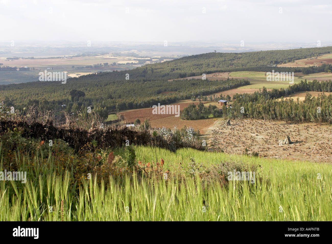 Farms and arable landscape with Eucalyptus tree woods in Entoto hills ...