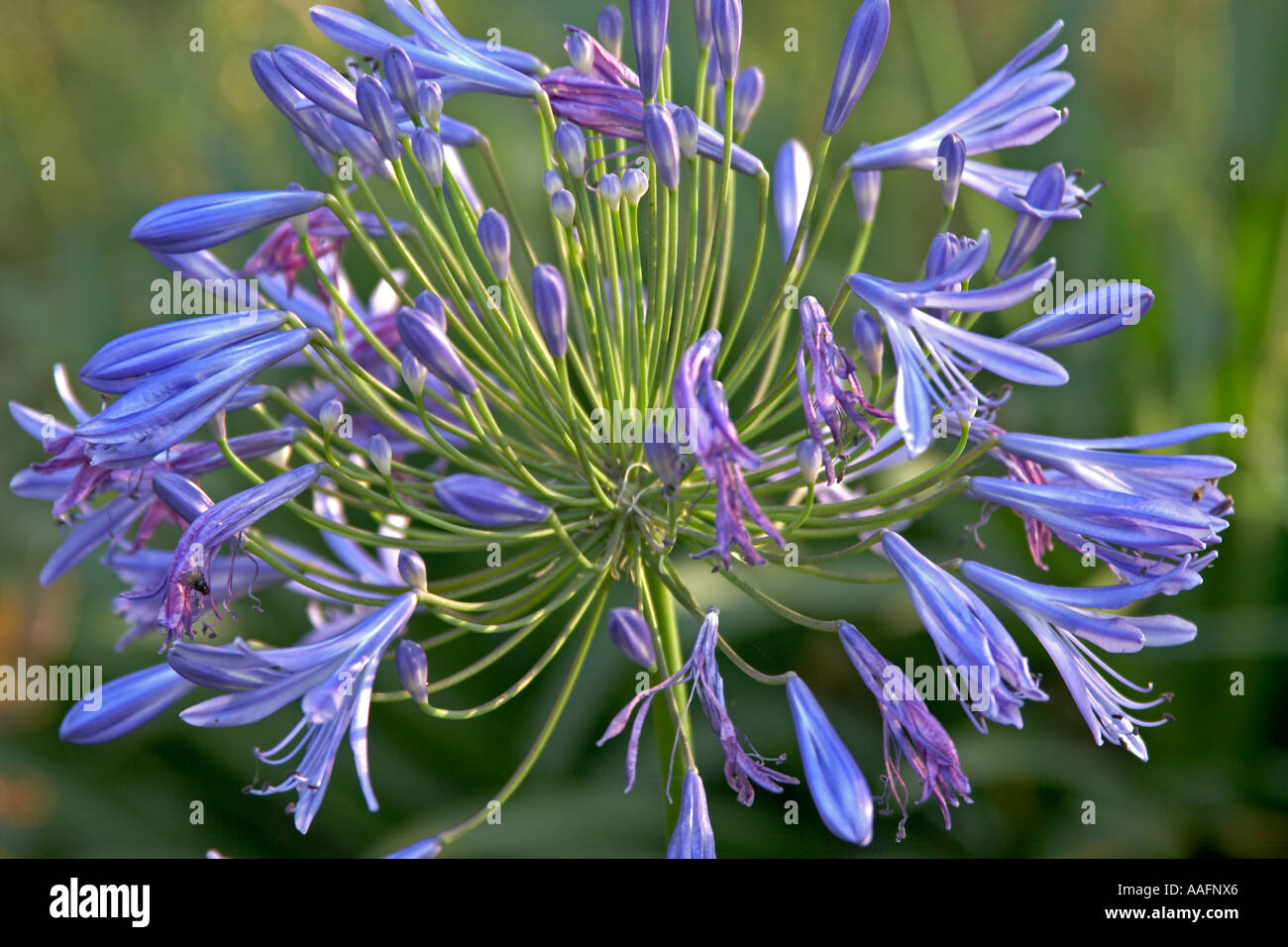 Purple flower addis ababa ethiopia hi-res stock photography and images ...