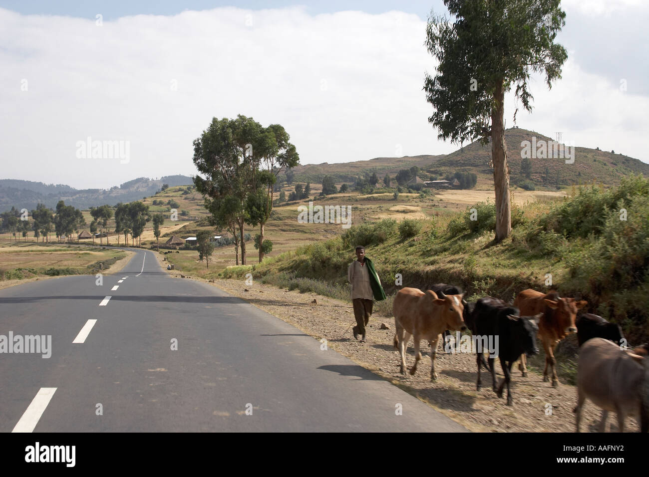 African brown cows walking hi-res stock photography and images - Alamy