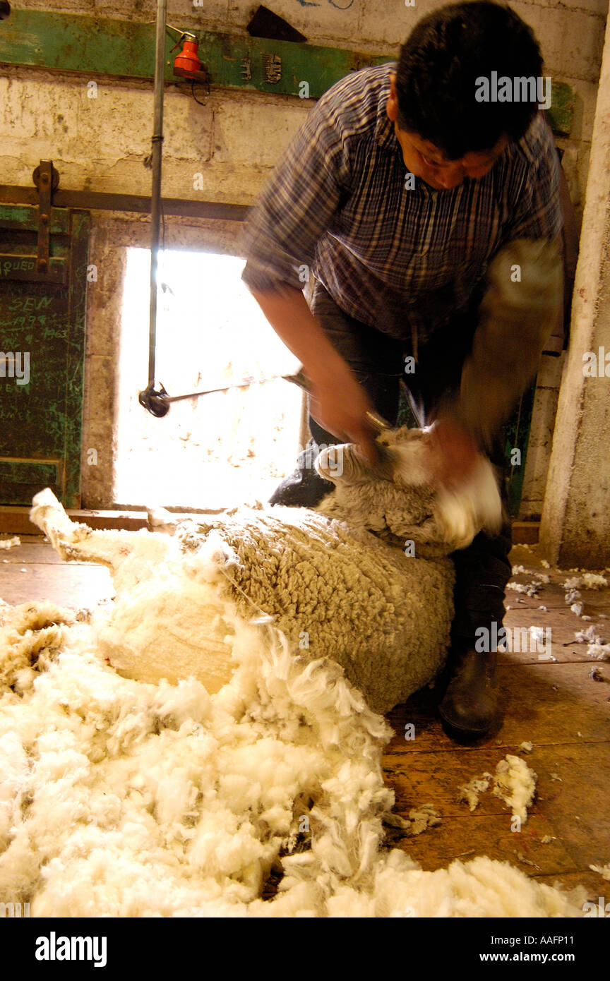 Australian sheep shearing hi-res stock photography and images - Alamy