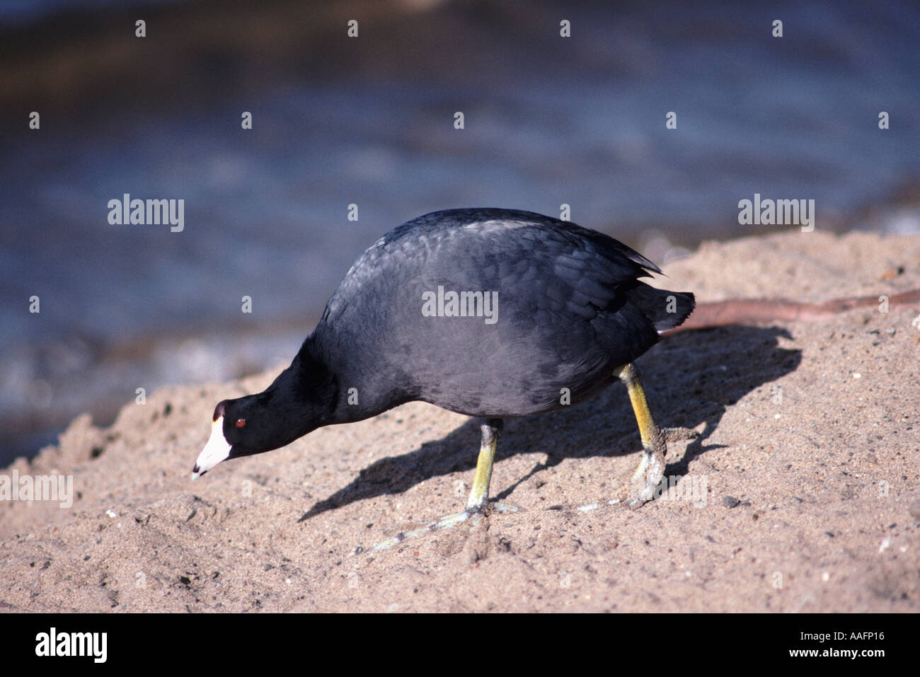 American coot family hi-res stock photography and images - Alamy