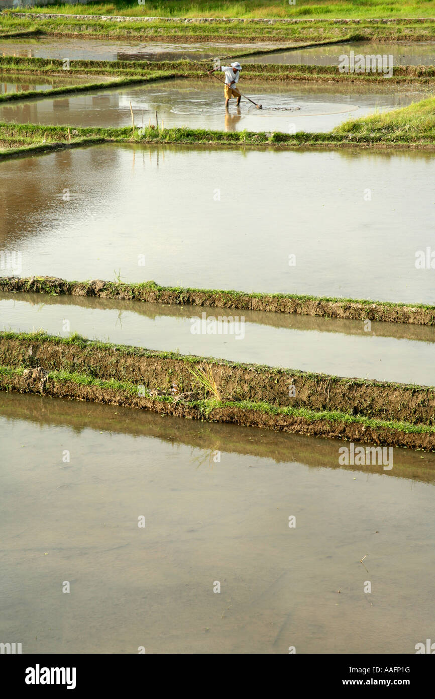 Man working in rice fields, Bali, Indonesia Stock Photo - Alamy