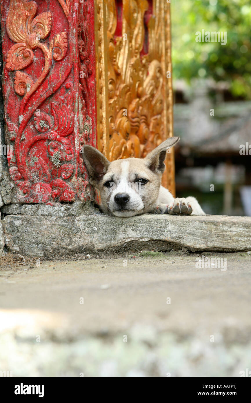 Cute puppy at temple in Bali, Indonesia Stock Photo - Alamy
