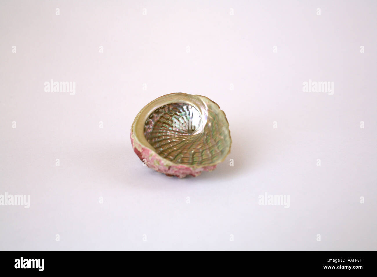 Abalone shell hi-res stock photography and images - Alamy