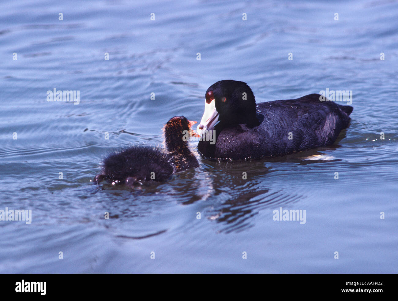 American coot birds hi-res stock photography and images - Alamy