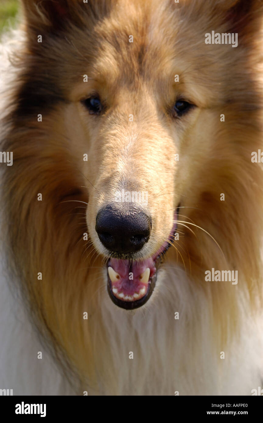 Collie teeth hi-res stock photography and images - Alamy