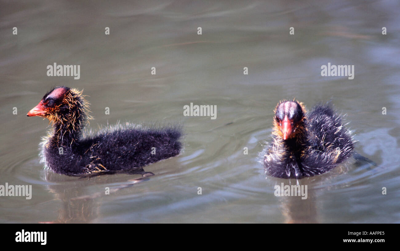 American coot family hi-res stock photography and images - Alamy