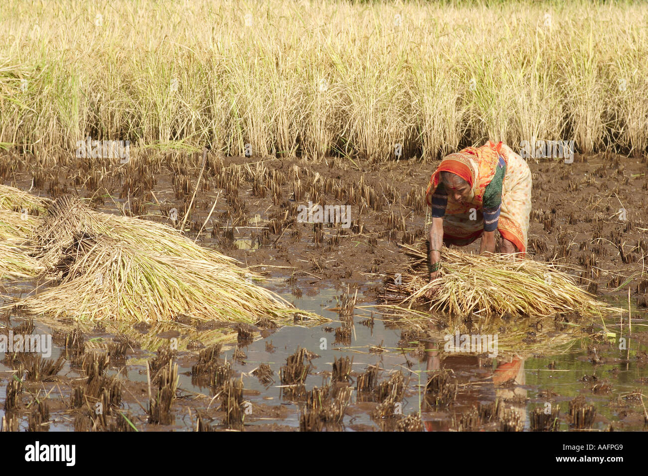 Indian woman harvesting rice hi-res stock photography and images - Alamy