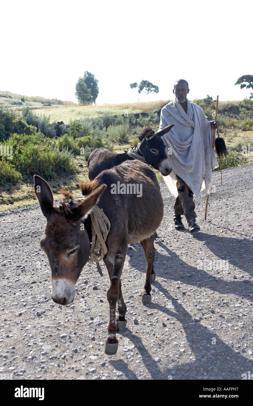 walking donkeys in mountains and hills in escarpment of Blue Nile river ...