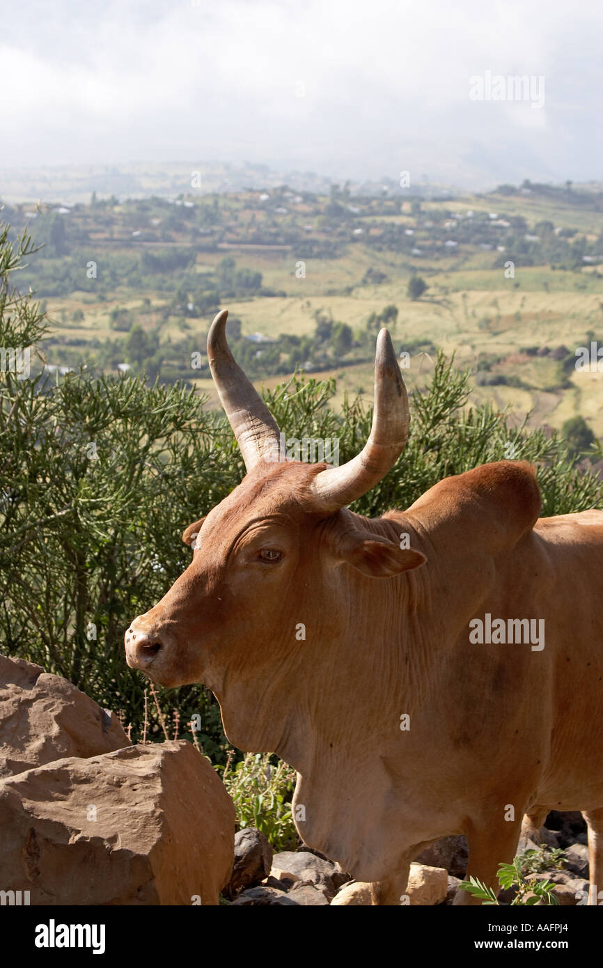 Cattle or cow climbing path in mountains, hills and escarpment of Blue ...