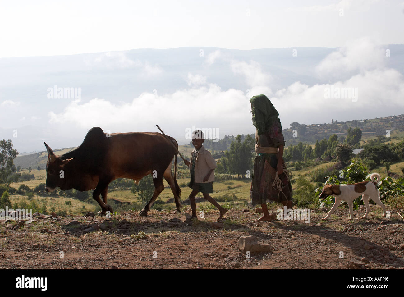 Cattle or cows with young cowherder boys with woman and dog climbing ...