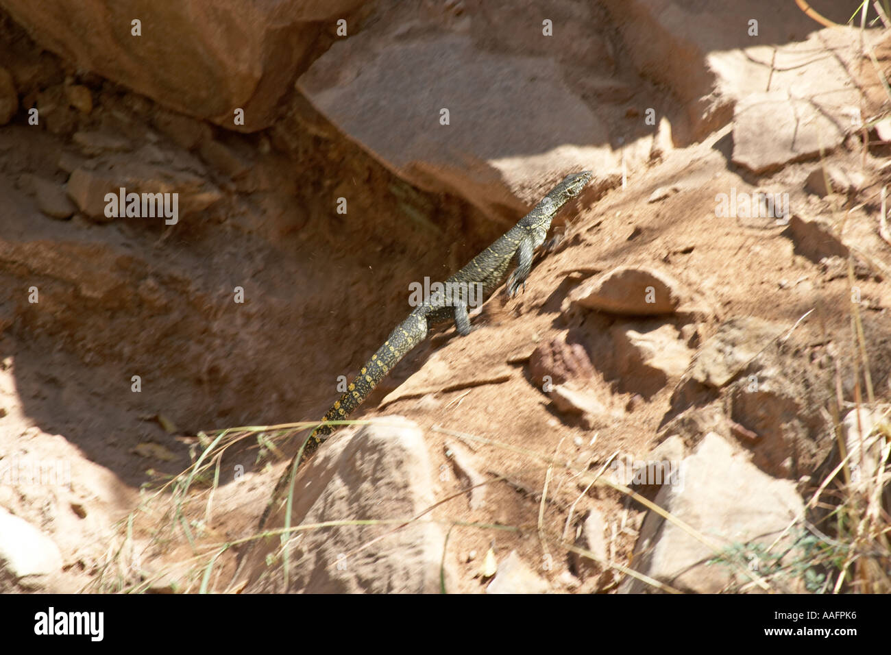 Monitor lizard wildlife animal crawling on rocks near Blue Nile river ...