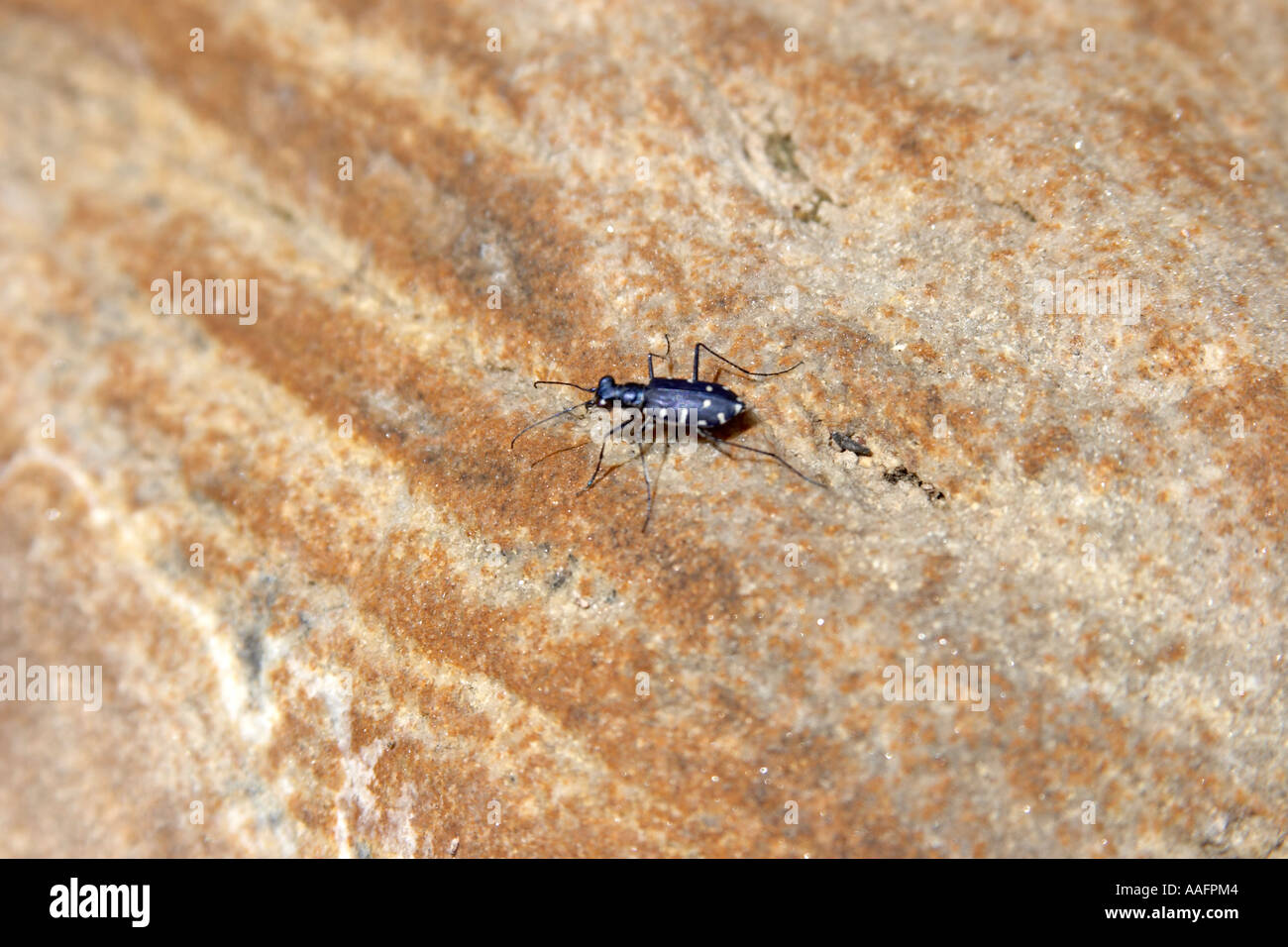 Small bug insect on a rock on wildlife and nature survey in river ...