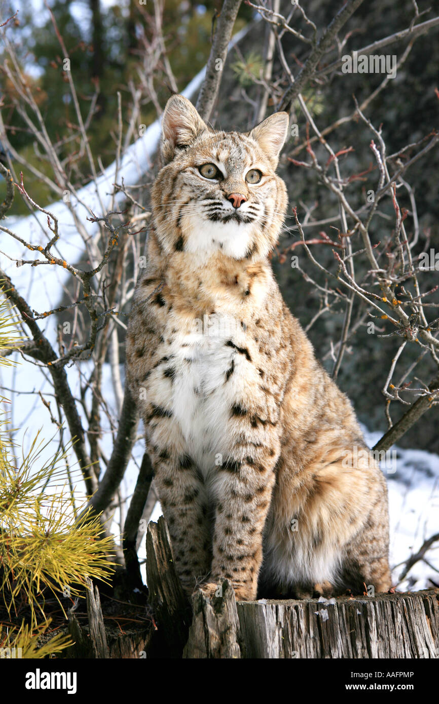 North American Bobcat sitting on stump Stock Photo - Alamy