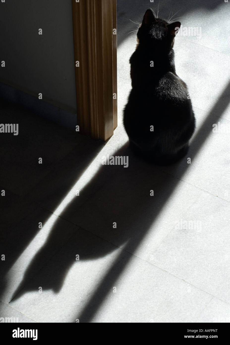 a cat and the shadow Stock Photo - Alamy