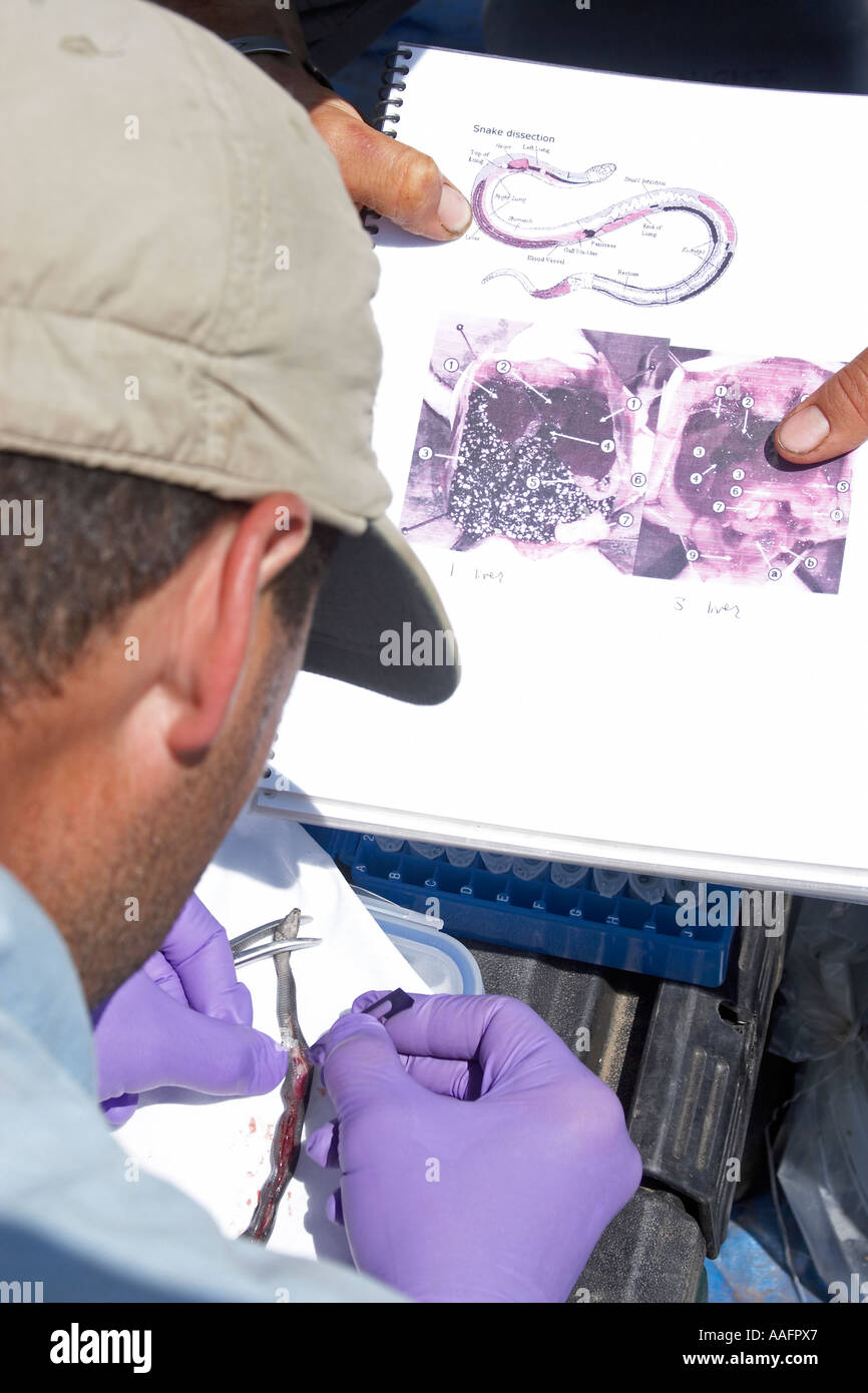 Scientist studying a snake hi-res stock photography and images - Alamy