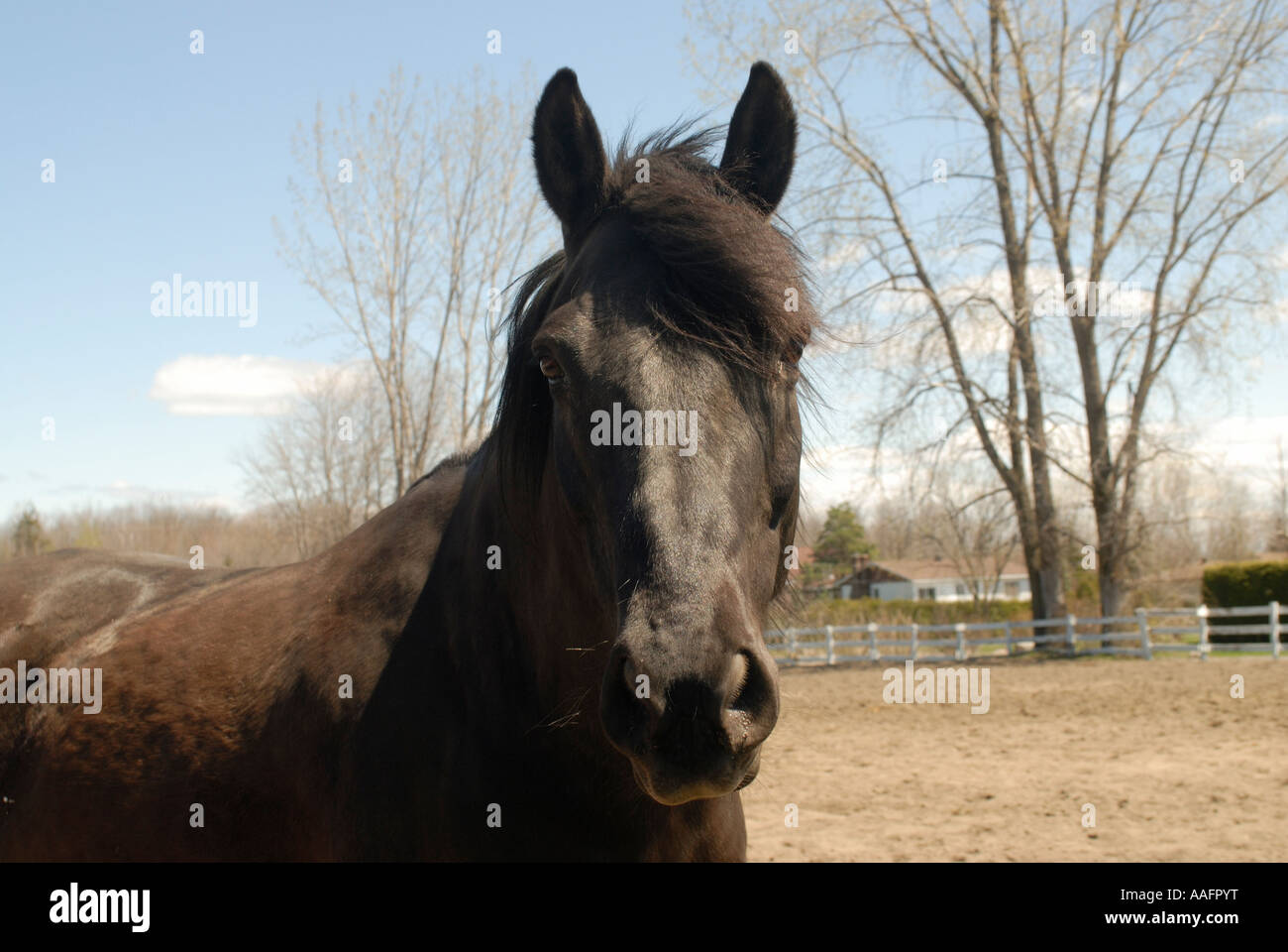 horse looking at you Stock Photo - Alamy