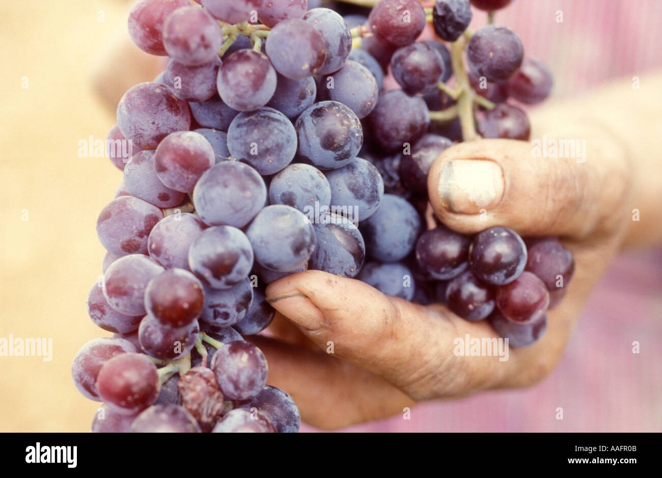 grapes variety manto negro Stock Photo - Alamy