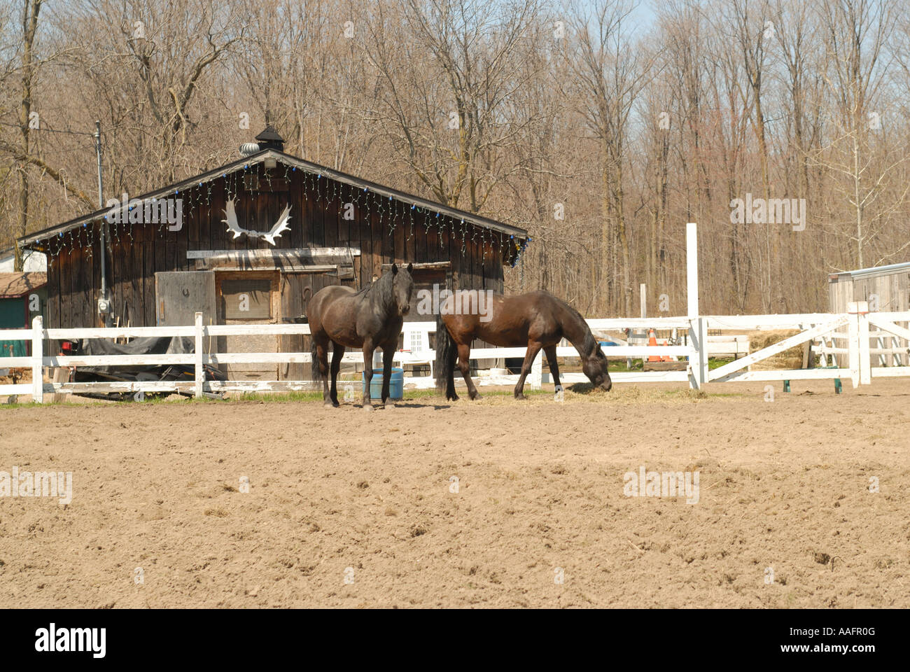 horse on ranch Stock Photo - Alamy