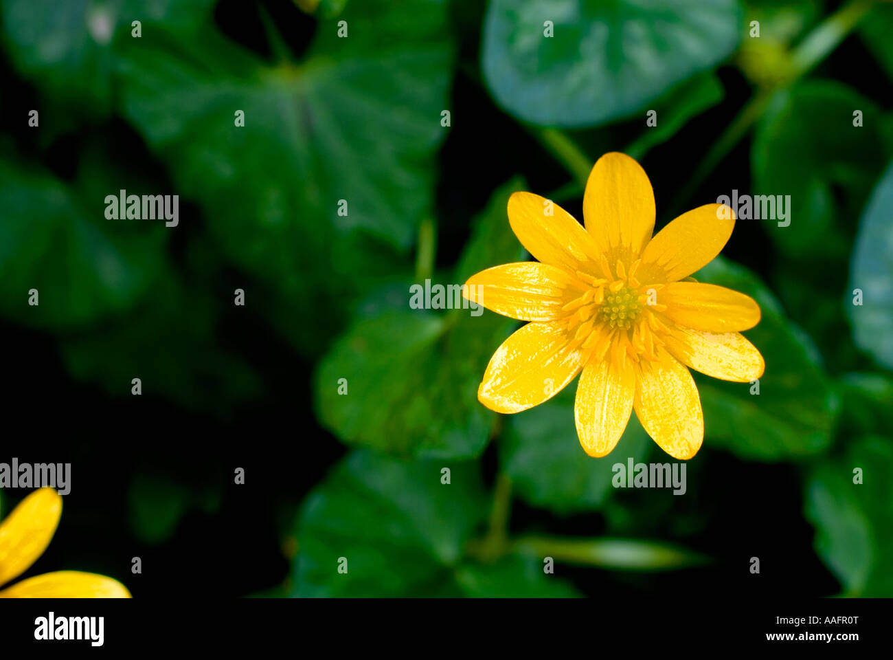 Lesser celandine Ranunculus ficaria Stock Photo - Alamy