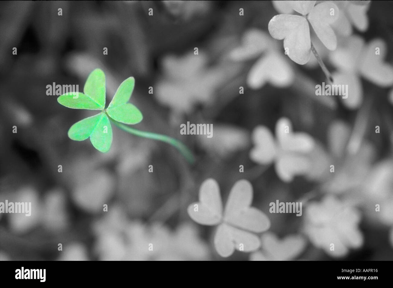 Only one green coloured clover Stock Photo - Alamy