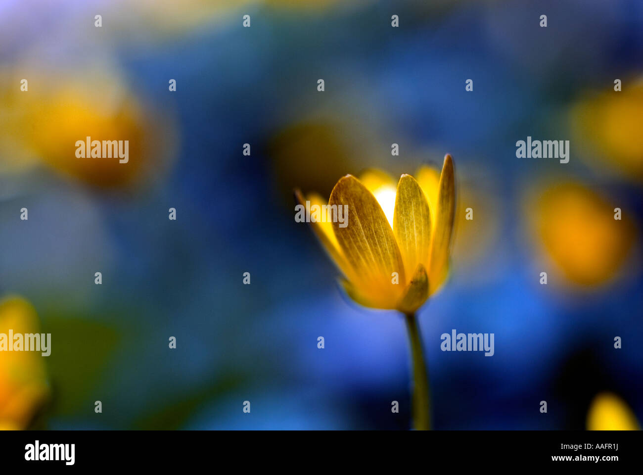 Ficaria ranunculoides hi-res stock photography and images - Alamy