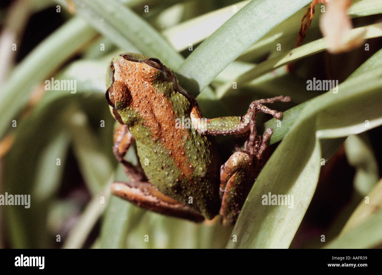 Pacific Tree Frog Hyla Regilla High Resolution Stock Photography and ...