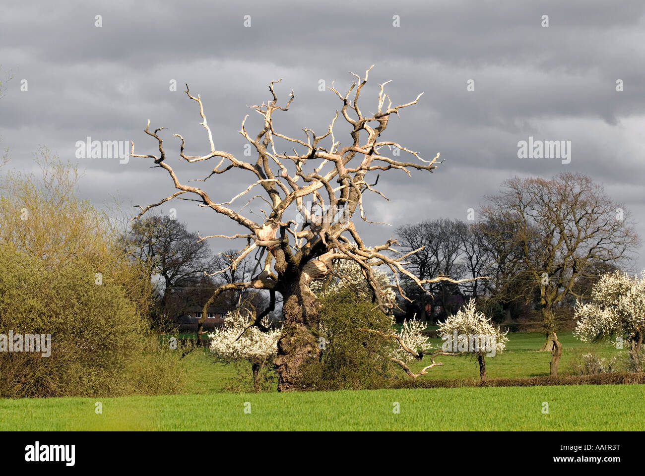 Dead tree in field Stock Photo - Alamy