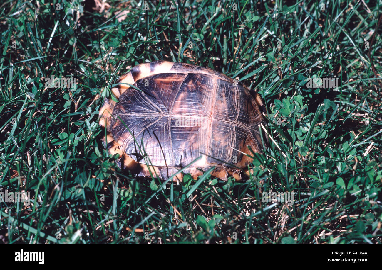 15684 Eastern box turtle Terrapene carolina Maryland USA reptile herp ...
